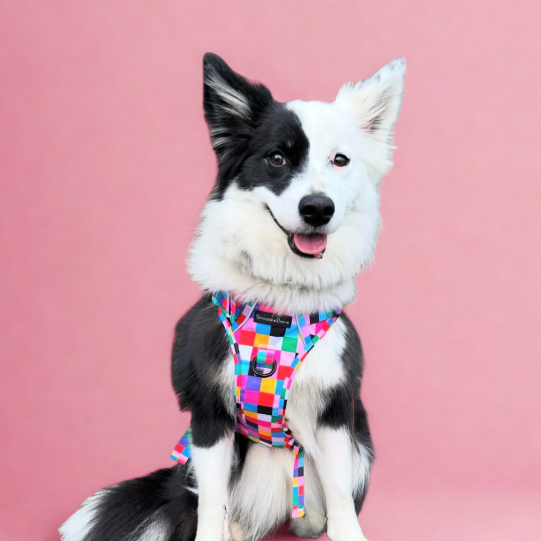 Harnesses – Smoozle and Bone