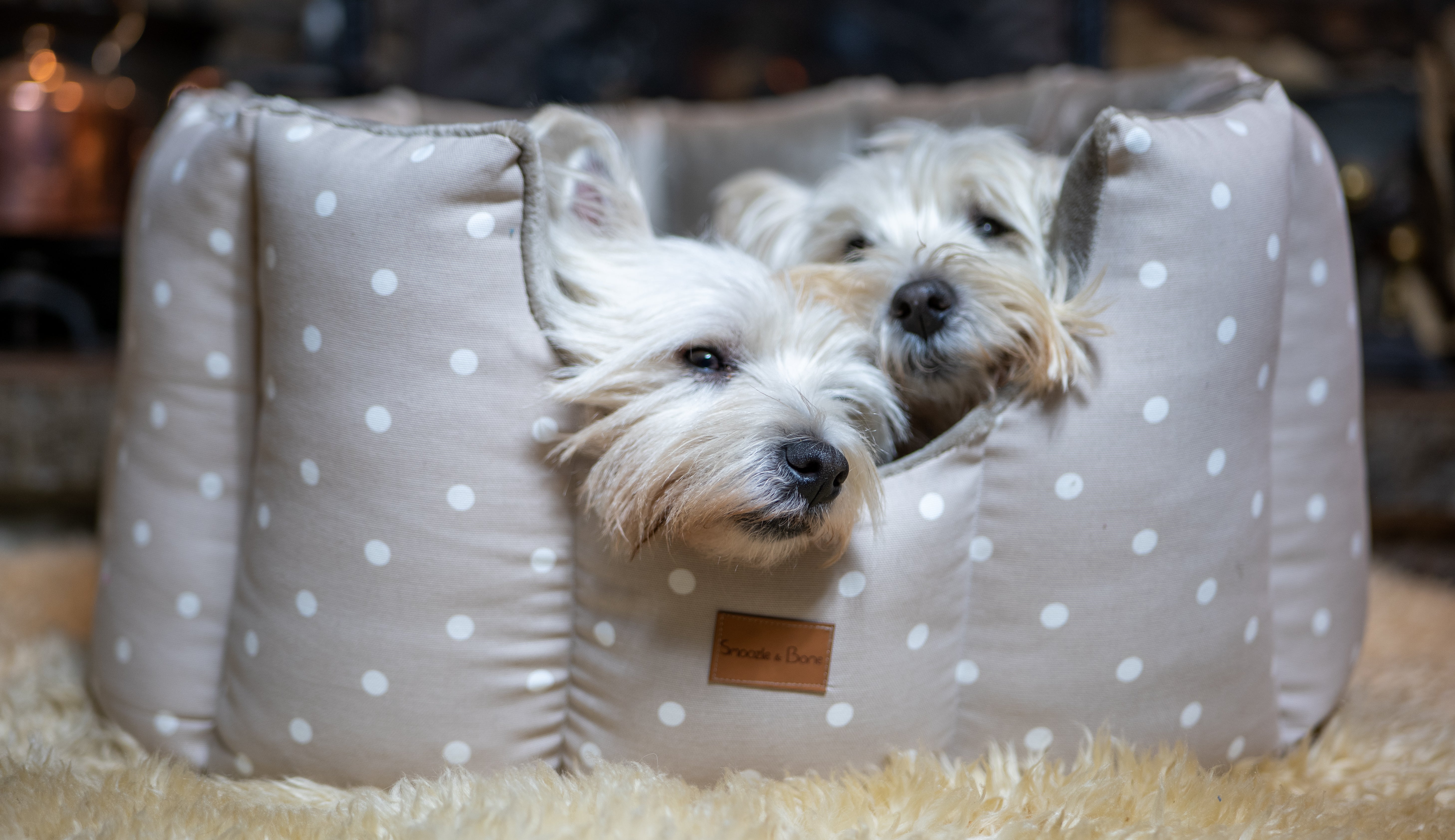 Smoozle & Bone – Smoozle and Bone