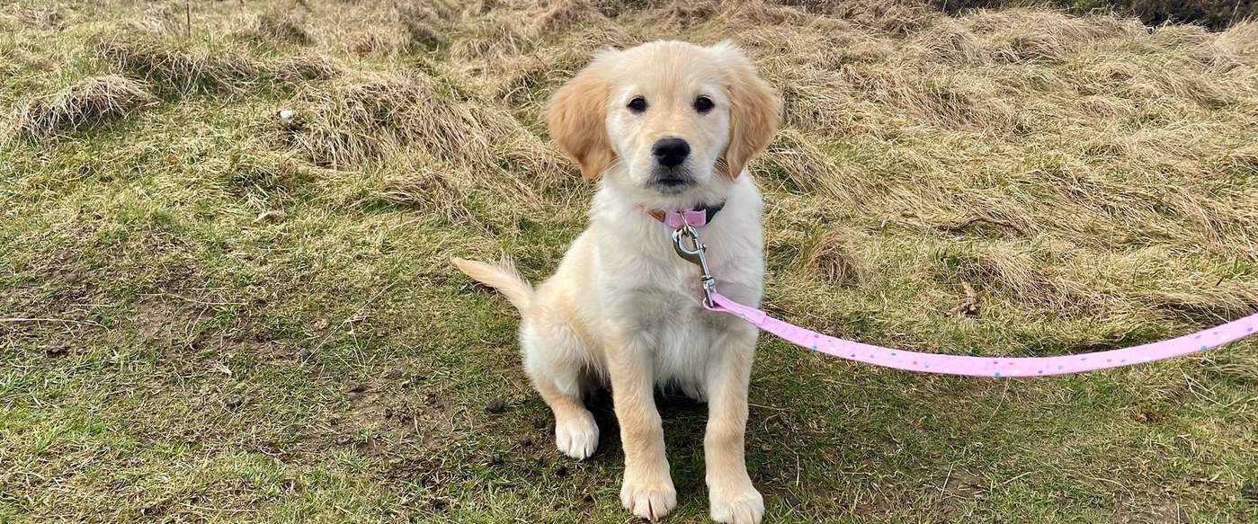 Smoozle & Bone – Smoozle and Bone